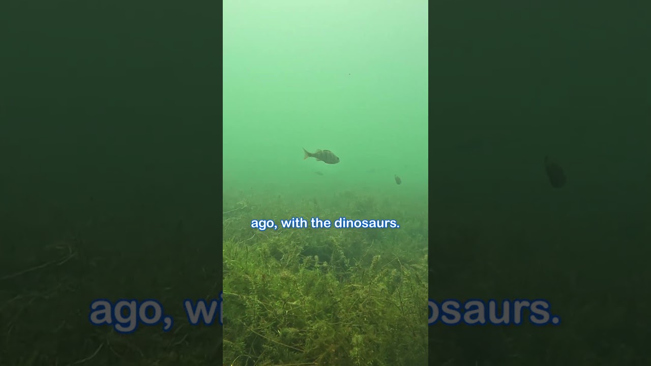 Biggest Sturgeon I've EVER Seen?!