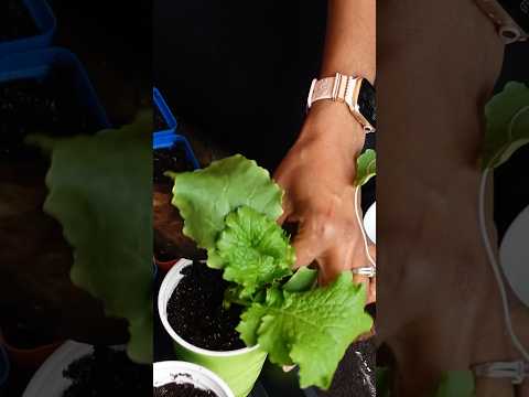 How to Transplant from AeroGarden to Soil #OctoberintheGarden #zone8a #gardening #hydroponics