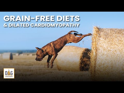 Grain Free Diets and Dilated Cardiomyopathy