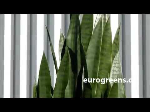 Kunstpflanze Sansevieria von EuroGreens