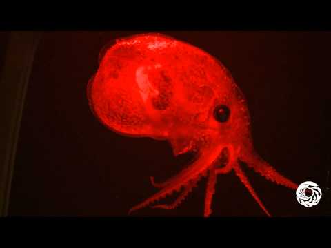 Check out this Midwater Octopus!