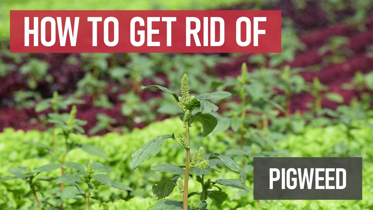 How to Get Rid of Pigweed [DIY Weed Management]
