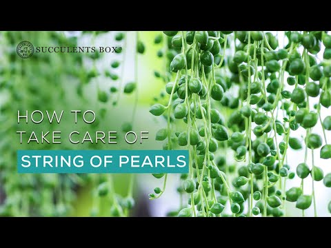 Best Tips to Care for String of Pearls Succulent (Senecio rowleyanus) | How to care-guide