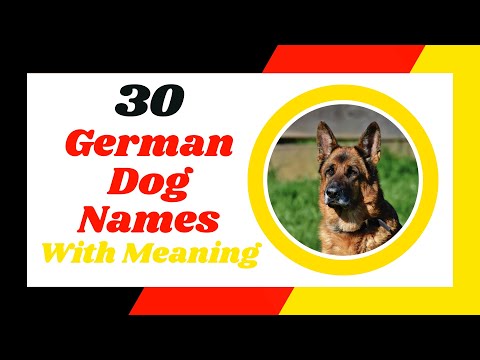 30 Most Popular German Dog Names With Meaning 2021 ! Unique Dog Names