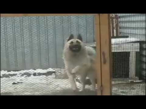 Steam Community :: Video :: Russian doggo