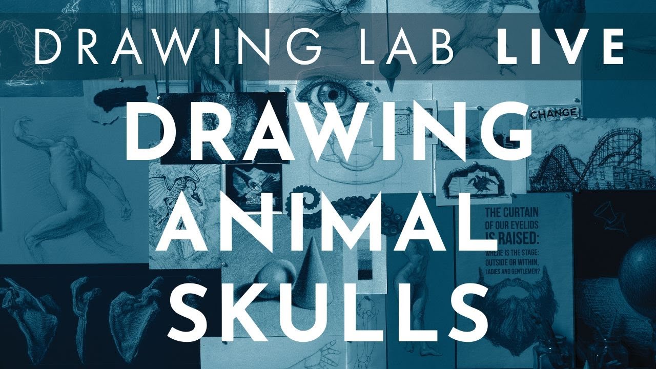 Drawing Animal Skulls: Complete Bear Skull Demonstration
