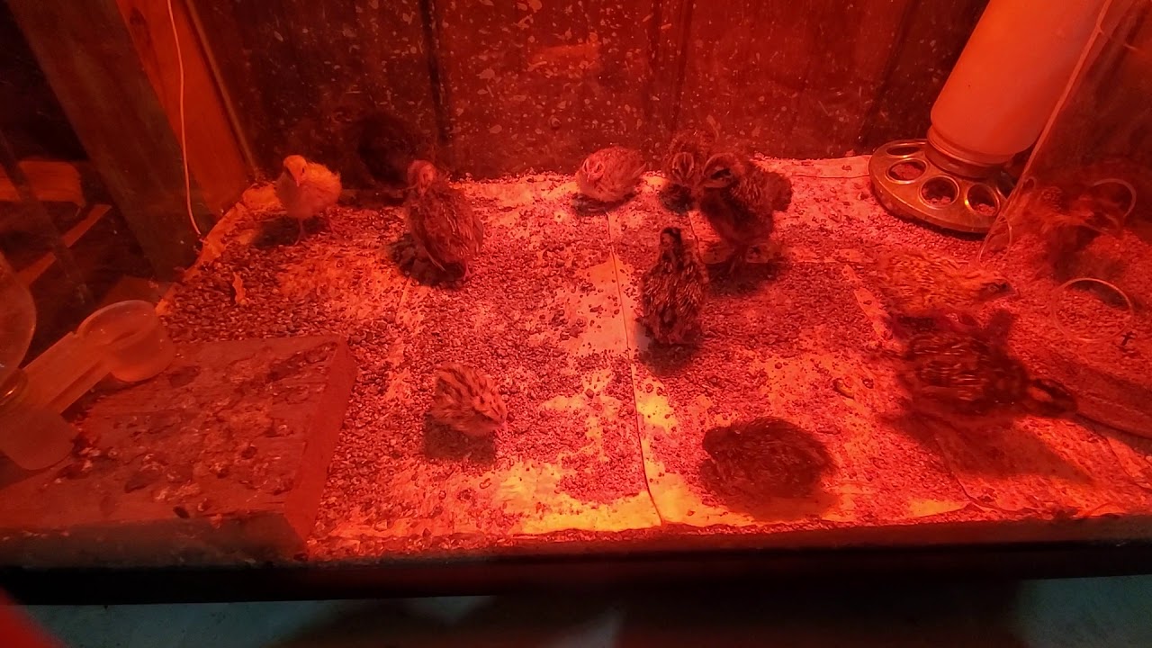 Multicolored Quail Chicks