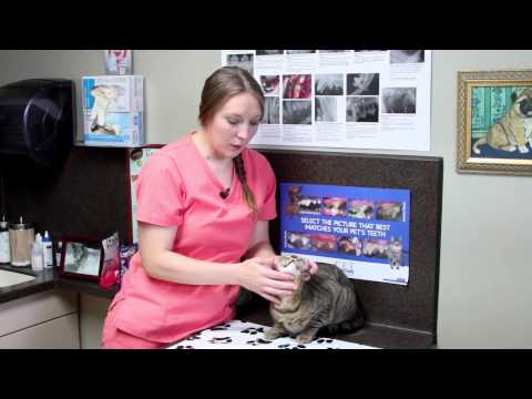How to Give Pills to a Cat (or Liquid Medication)