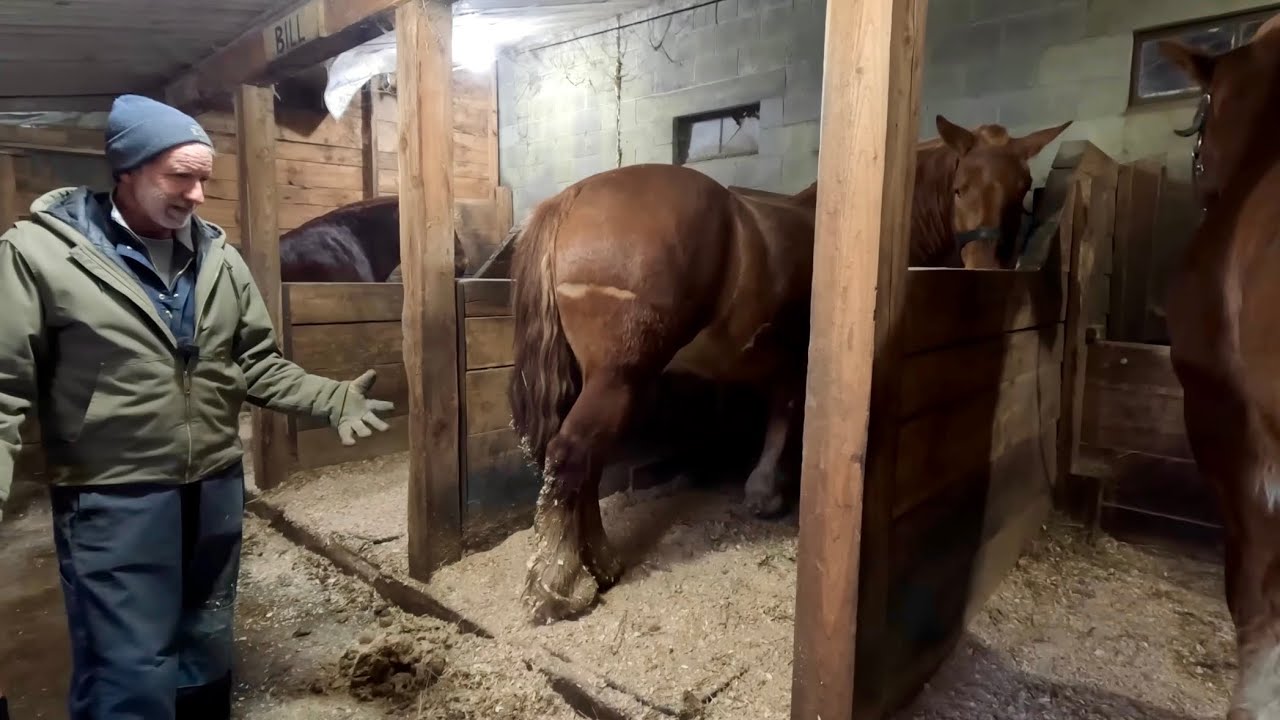 SAWDUST vs. SHAVINGS for Horses… and how they are made! #903