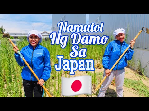 NAMUTOL NG DAMO SA JAPAN | Merinโs Life In Japan
