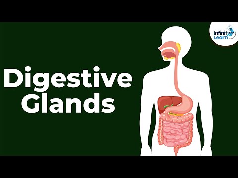 Digestive Glands | Don't Memorise