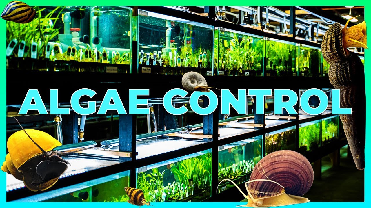 BEST Snails for Algae in a Planted Aquarium [2 Types]