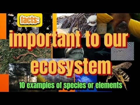 10 examples of species or elements that are important to our ecosystem
