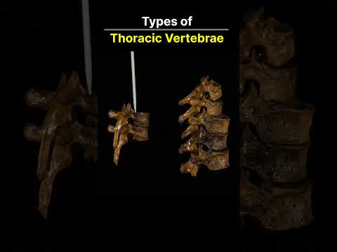 Types of thoracic vertebrae