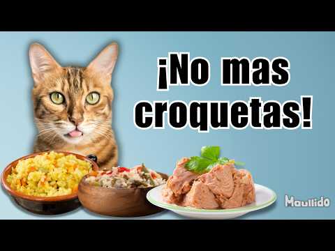 Cómo Preparar Comida Casera para Gatos: Alternativas Nutritivas