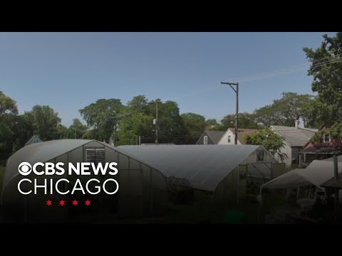 Chicago urban farm Growing Home helps with sustainability effort at DNC ...