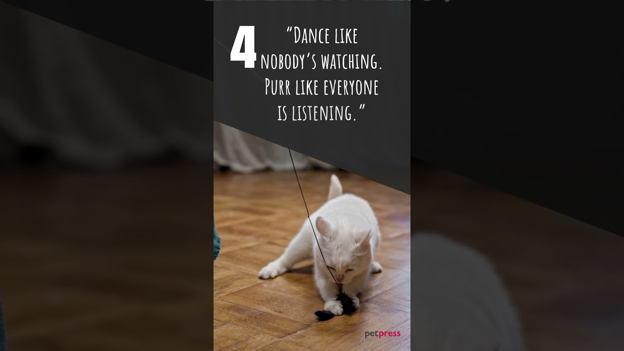 5 Adorable Kitten Quotes That Will Melt Your Heart!