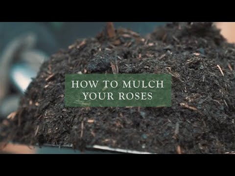 How To Mulch Your Roses by David Austin Roses