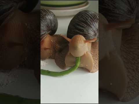 What do Snails Really Eat? Mysterious Munchies #Snails