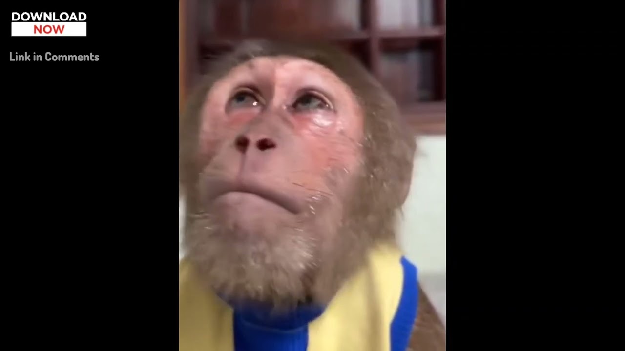 Monkey Crying Meme Template Download
