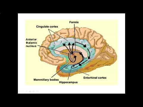 Biopsych: Lecture 27 (Extra-MTL Amnesia and Causes of Damage)