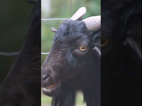 Black goat is watching you π
