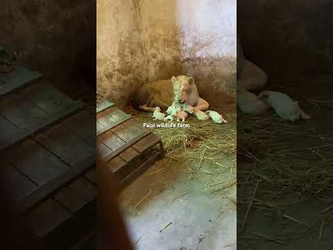 6 white lion cubs with mother having feed first video of YouTube #MashaAllah #faiziwildlifefarm