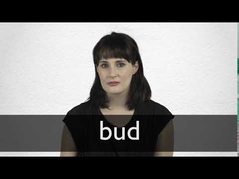 How to pronounce BUD in British English