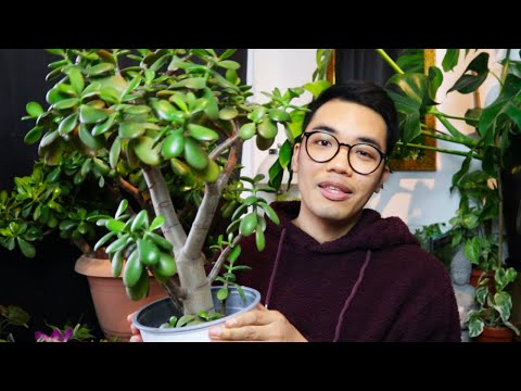 9 Reasons You Should Own a Jade Plant This 2023 (One Reason You Shouldn't)