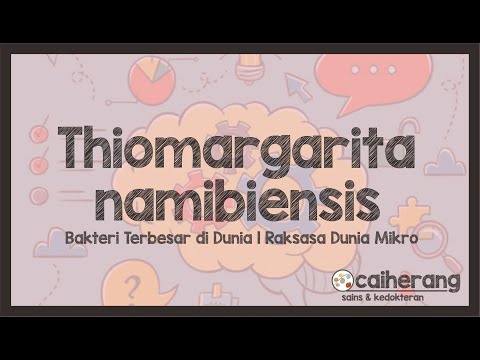 Thiomargarita namibiensis: Bakteri Terbesar di Dunia | Makhluk Raksasa Dunia Mikro