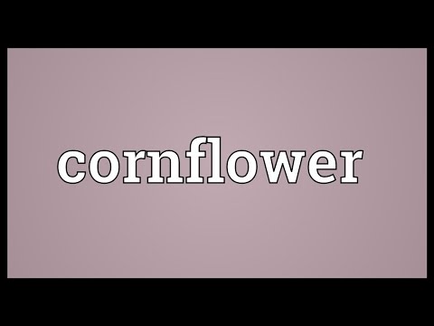 Cornflower Meaning