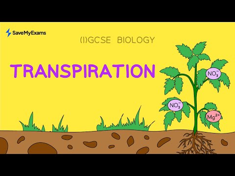 Transpiration | IGCSE & GCSE Biology With Worked Example