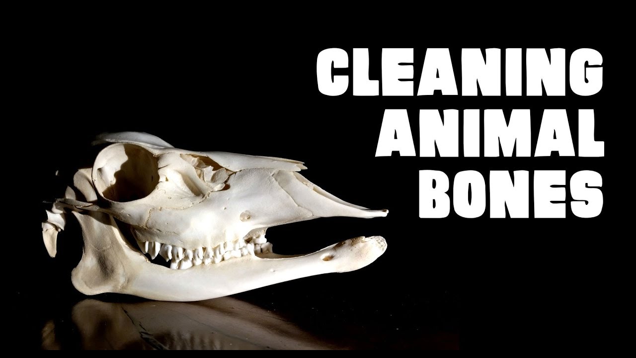 Cleaning and Articulating Animal Bones