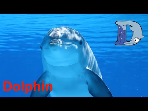 Animals start with D / Alphabet animals / D is for / abecedario en ingles / Alphabetimals for kids