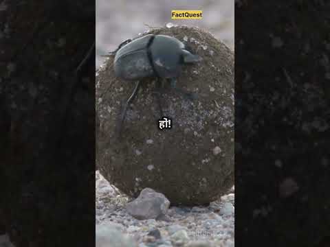 Horned Dung Beetle#facts #amazingfacts #animals