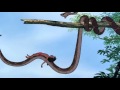 The Jungle Book 1967 Dan Geyk Watch HD Mp4 Video Download Free