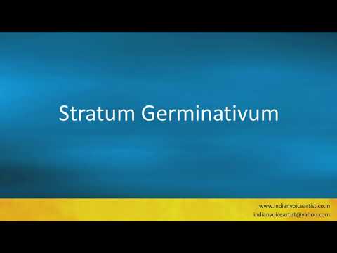 Pronunciation of the word(s) "Stratum Germinativum".