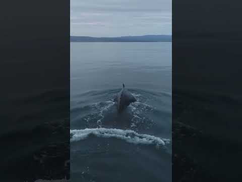 What is the difference between a Shark and a Whale?