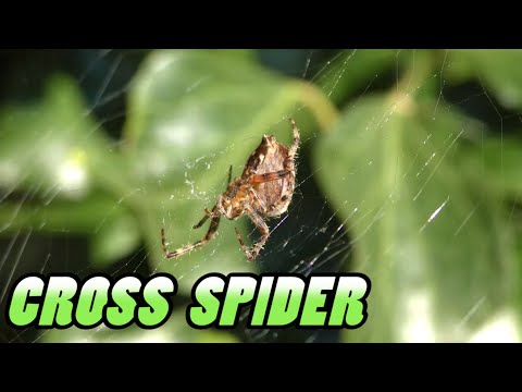 Araneus Diadematus-European Garden Spider/Cross Spider 4K