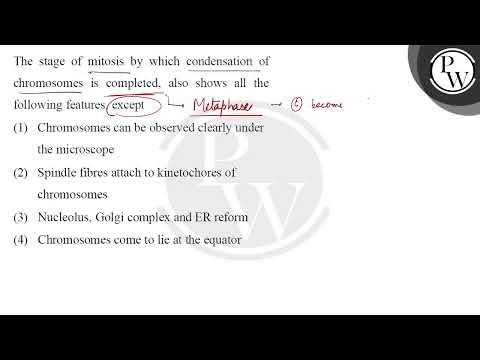 The stage of mitosis by which condensation of chromosomes is completed, also shows all the follo....