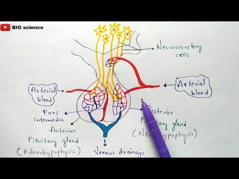 Pituitary gland structure, function and hormones | Anterior and posterior pituitary gland