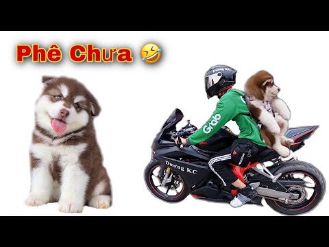 Dương KC | Thử Cho Alaska Baby Đi Xe Phân Khối Lớn