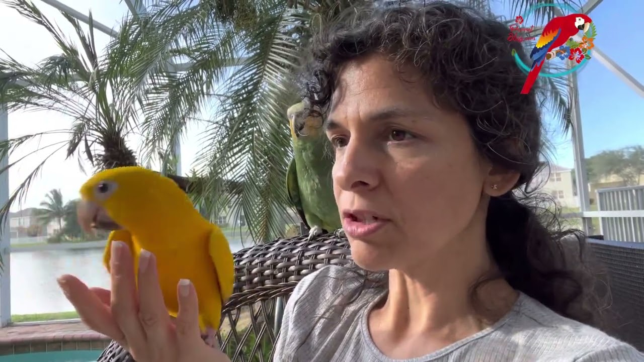 20+ Species! Which Are My 3 Most Cuddliest #parrots? #parrot_bliss #goldenconure #greencheek #amazon