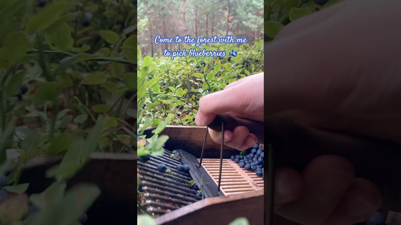 Picking wild blueberries in the forest 🫐🌱