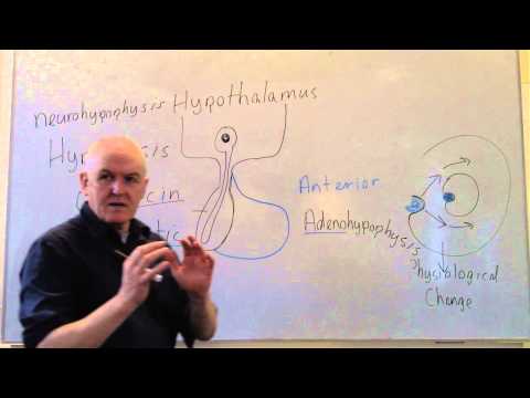 Endocrine lesson 1, Introduction and pituitary