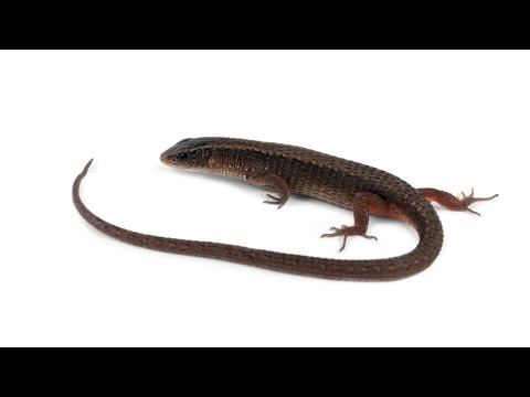 American Sign Language ASL Video Dictionary - lizard