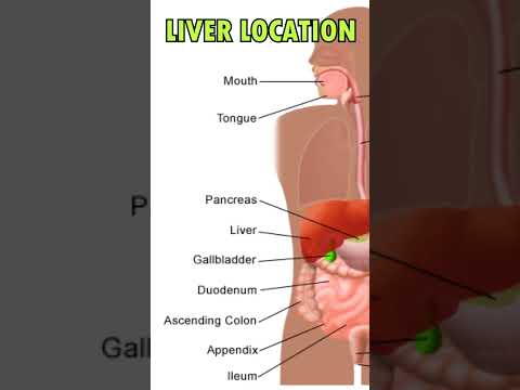Where Is Your Liver Located?