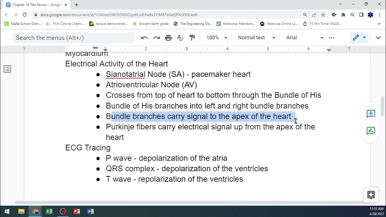 A&P Chapter 14 Test Review