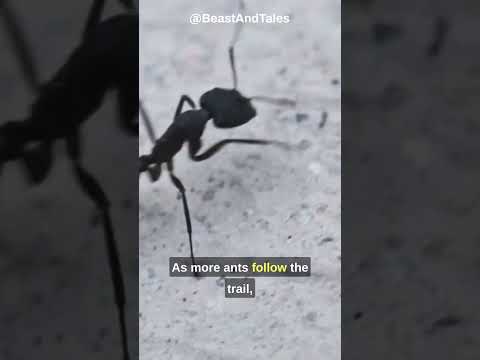 The Secret Language of Ants: How These Tiny Creatures Communicate