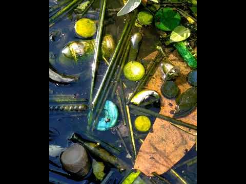Baby snakehead fish in a gutter full of trash #shorts